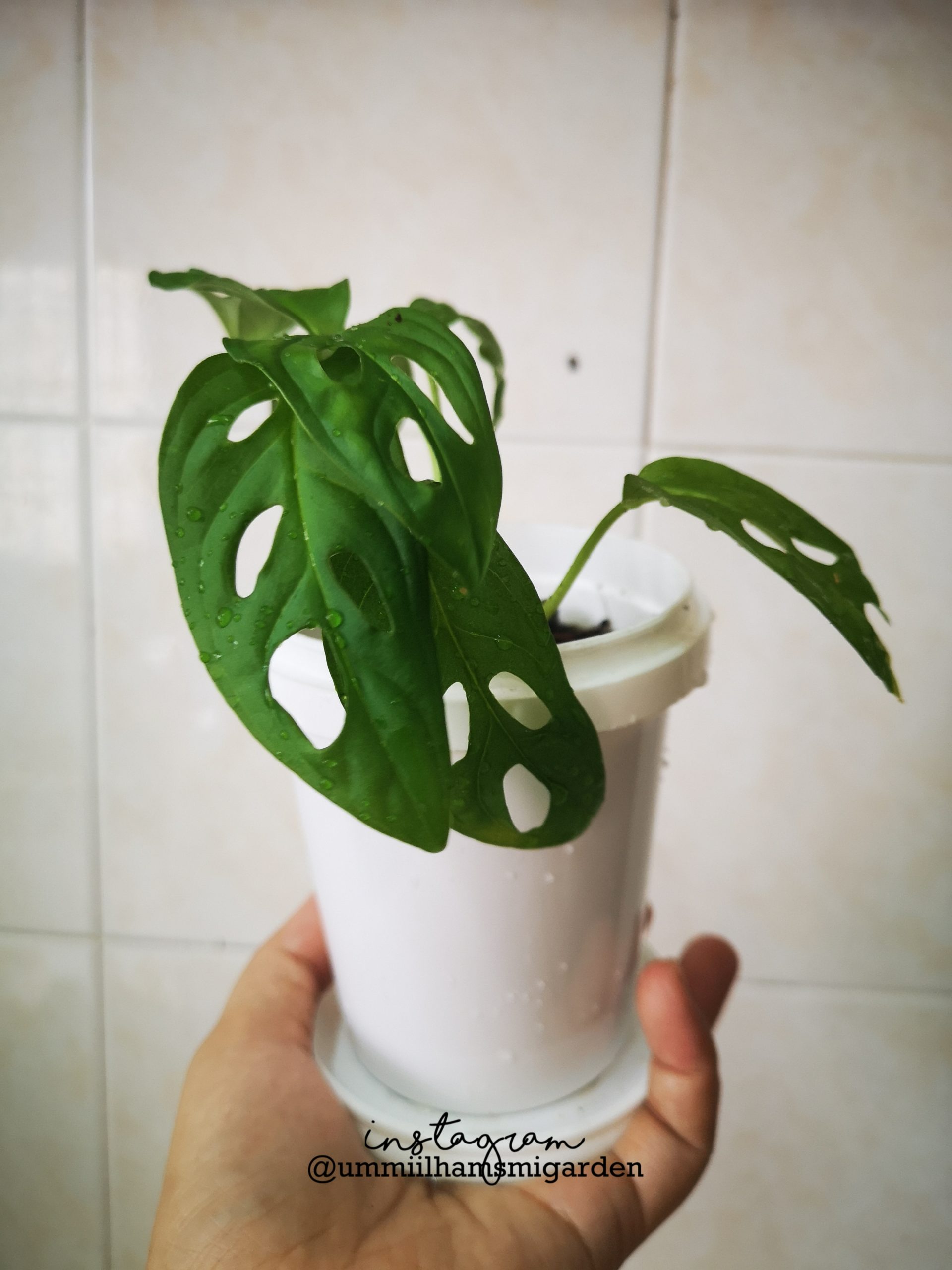 DIY Pasu Bunga Dari Bekas Axion & Bekas Yogurt - herneenazir.com